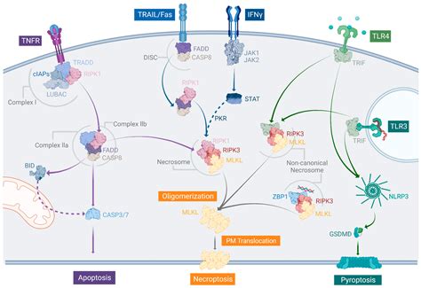 The Many Faces Of Mlkl The Executor Of Necroptosis