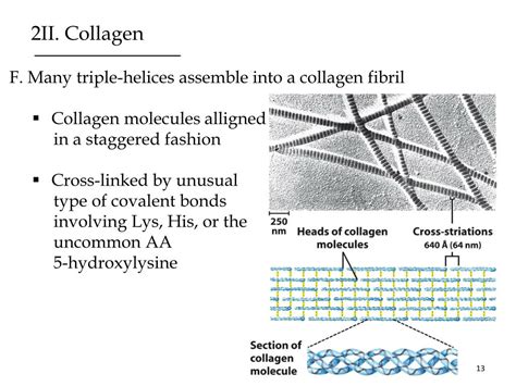 Ppt Protein Structure Tertiary And Quaternary Structures Powerpoint Presentation Id 2414965