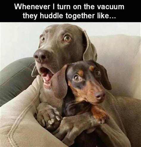 Funny Dog Memes With Captions At Sandra Madrigal Blog