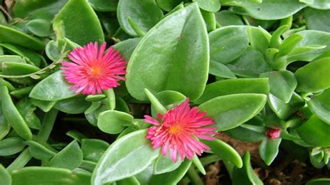 آشنایی با گیاه ناز یخی