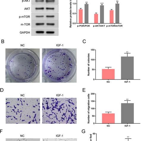 Cdk12 Activated The Pi3k Akt Mtor Signaling Pathway In Gc Cells A And