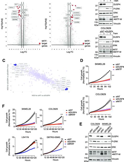 Dusp4 Dependent Erk Activation Leads To The Suppression Of The Mitf