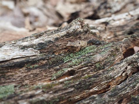 Spring Peeper Waukesha Co Wi Richardlafleur Flickr