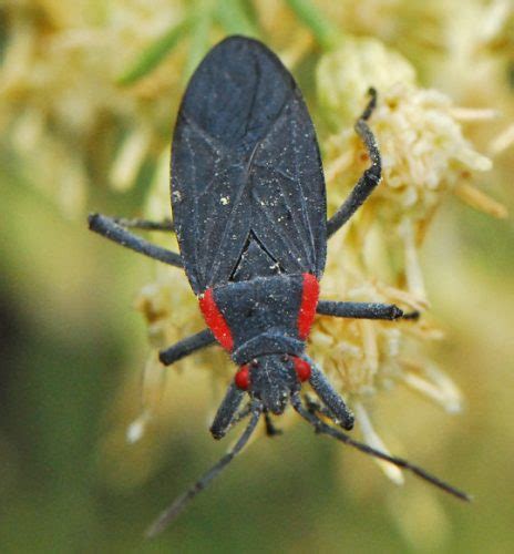 18 Types Of Red Bugs With Black Spots And Pictures