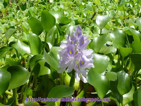 37 Koleksi Kekinian Gambar Bunga Eceng Gondok