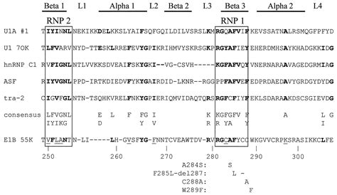 Rna Binding Activity Of The E1b 55 Kilodalton Protein From Human