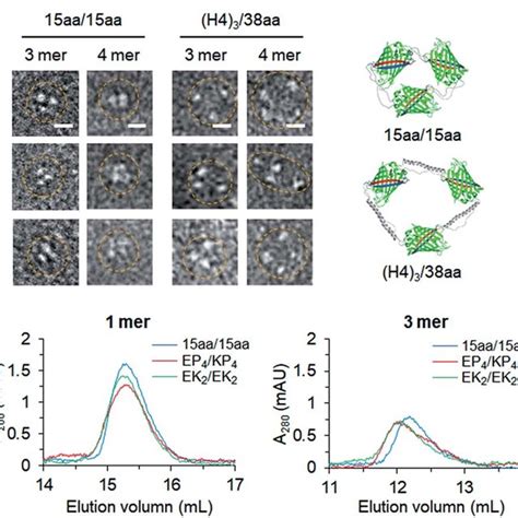 Cellular Assembly Of Gfp Oligomers With Two Peptide Linkers A Native