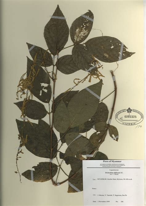 Desmodium Diffusum Dc Myanmar Vascular Plants Database