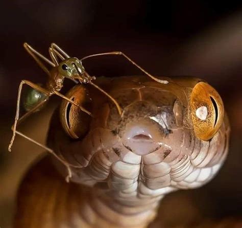 The King Cobra Report After A Short Stint At Home Were Finally Back In Thailand To Carry On