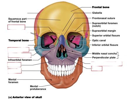 Cranial Bones Diagram Quizlet