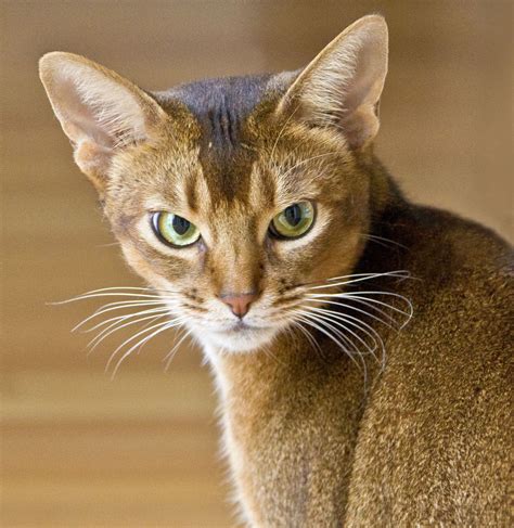Are Abyssinian Cats Friendly At Tracey Parmelee Blog