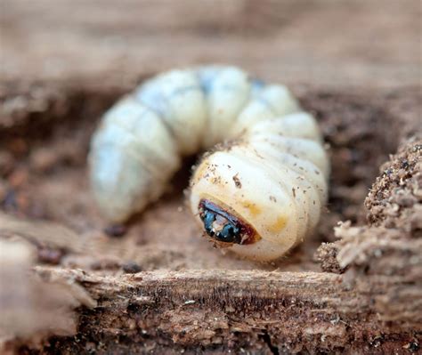 Woodworm Treatment Home Building And Surveying Company