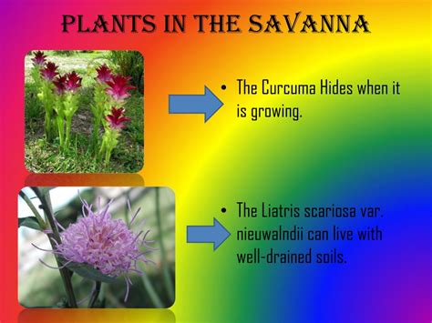 Ppt Savanna Powerpoint Presentation Free Download Id2371636