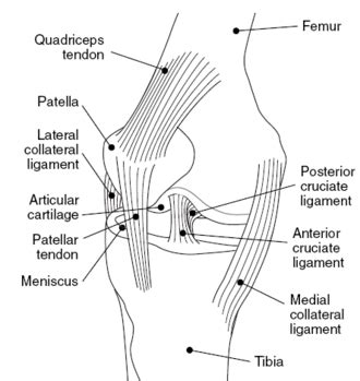 Knee Wikipedia