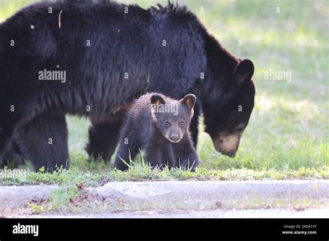 American Black Bear White Cubs Ursus Americanus Jasper National Park