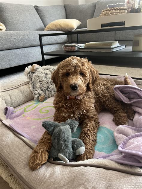 Meet Winnie 🍯 Scrolller