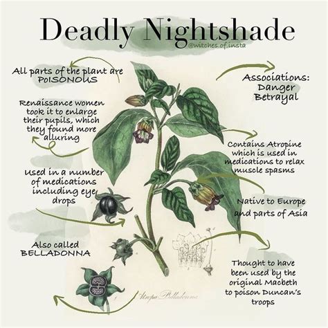 Modern Witchcraft Witches Of Insta On Instagram Todays Plant Is Deadly Nightshade Also