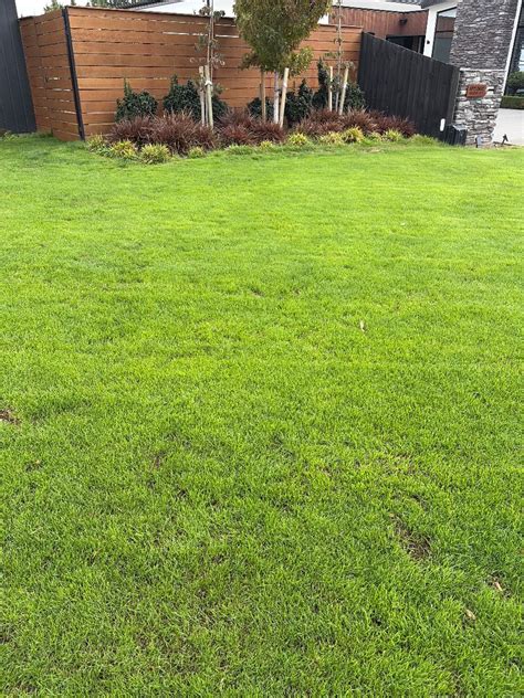 Fine Fescue Following Nzla Calendar After Germination