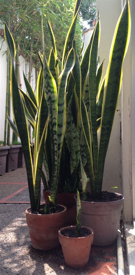 Lengua De Vaca Consejos Para Cuidar La Sansevieria Cómo Hacer Crecer