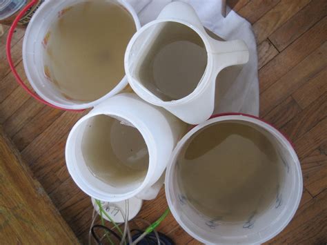 A Babe Wife S Happy Life How To Clean A Turtle Tank A Babe Wife S Happy Life How To Clean A Turtle Tank