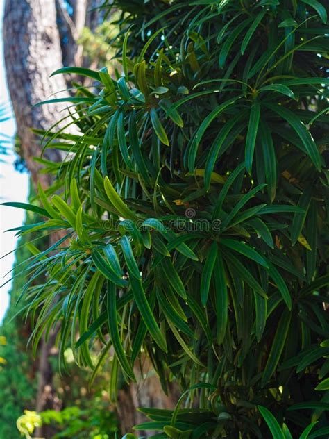 Podocarpus Macrophyllus In The Park Stock Image Image Of Growth Conifer 255473875
