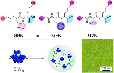 Chemical Structures Of Tripeptides Ghk Gfk And Glk And The Packing