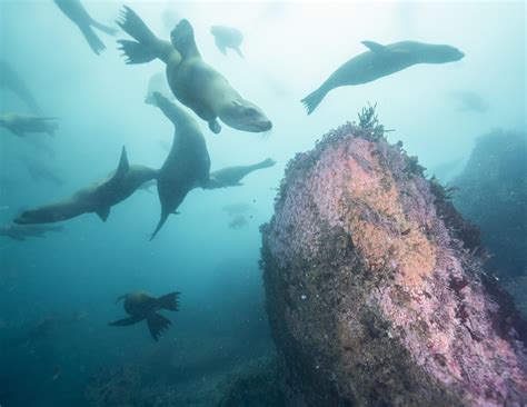 Amazing Visibility And Playful Sea Lions In Northern California This