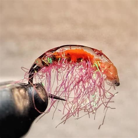 Rajesh Rupakhety 001 Fos