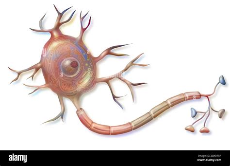 Dendrite Mitochondrion Cut Out Stock Images Pictures Alamy