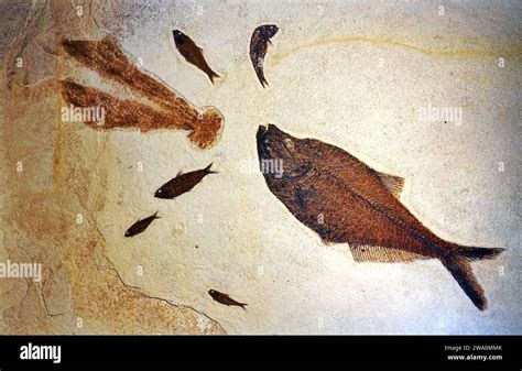 Fossilized Fish Fossils Of Early Prehistoric Marine Life Forms Stock