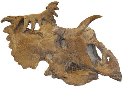 Kosmoceratops The Dinosaur With The Most Horns—straight Out Of Utah