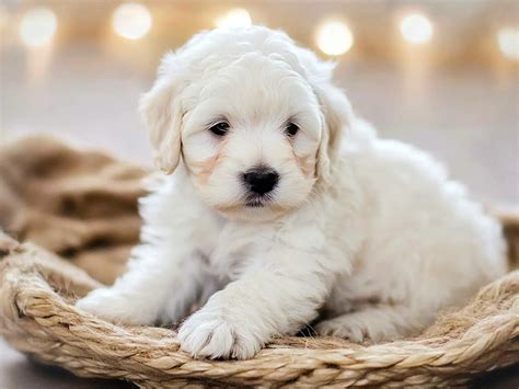 Pyredoodle Le Doux Et Intelligent Mélange Pyrénées Caniche