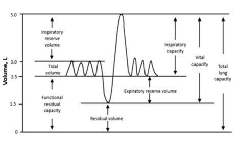 3 Pulmonary Function Testing Pft Flashcards Quizlet