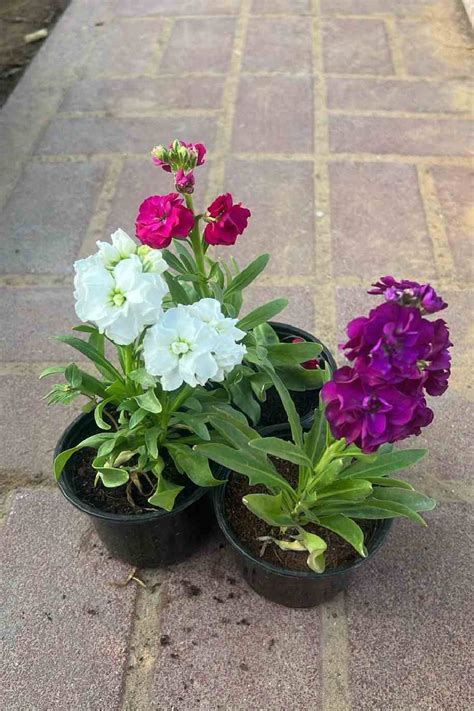 Buy Matthiola Incana Or Stock Fragrant Flowers Uae