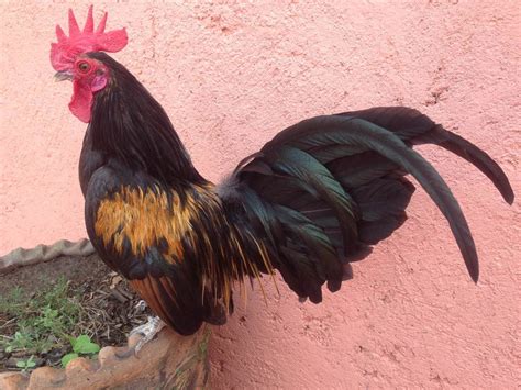 Bantam Rooster Exotic Birds