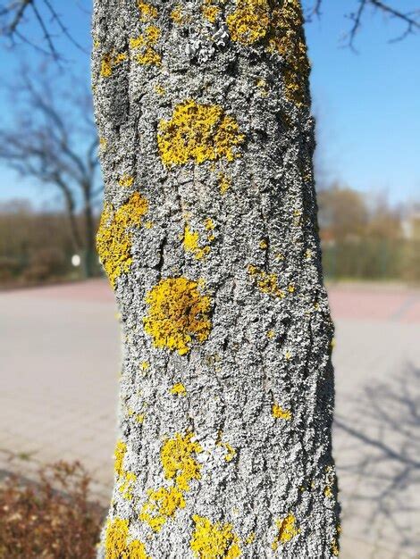 Premium Photo Close Up Of Lichen On Tree Trunk