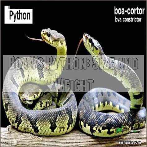 Whats The Difference Between A Python And A Boa Key Facts Explained