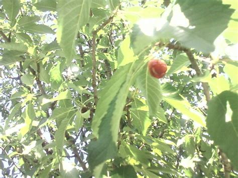 Cherry Tree Pollination And Abundance