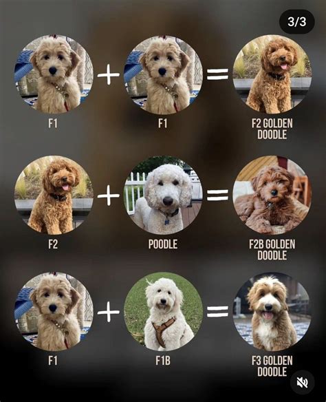 Adorable Cavapoo Puppies Artofit