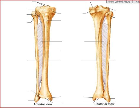 Anatomy Fibula Diagram Quizlet