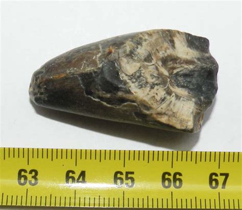 Sarcosuchus Facts Size Habitat Diet Fossils Pictures