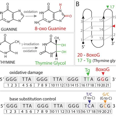 Tg Promotes Telomerase Binding And Activity To The Same Degree As