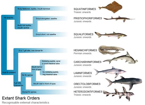 What Is The Difference Between Dichotomous Key And Phylogenetic Tree Pediaa Com