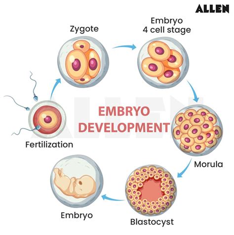 Reproduction In Animals Class 8 Chapter 6 Cbse Notes
