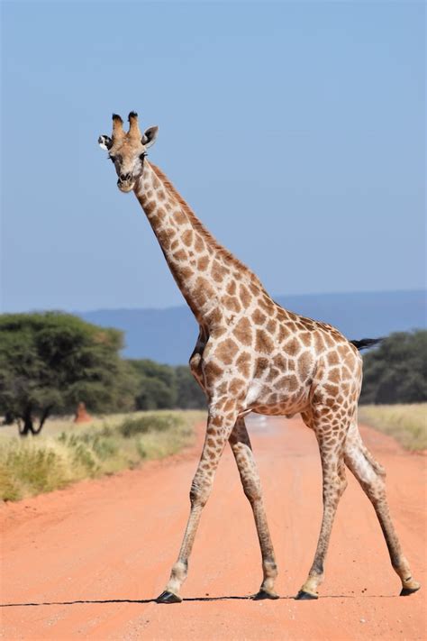 Westbury Infant School And Resource Base Giraffe Class Blog Y12