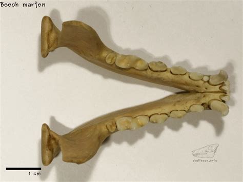 Beech Marten Skull Base