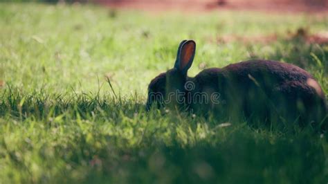 Small Bunny Rabbit Sitting In The Grass And Eating Slow Motion Stock