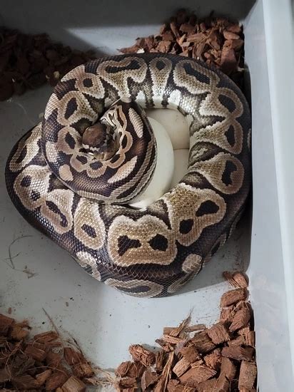 Hra 66 Het Clown Ball Python By Space Coast Morphs