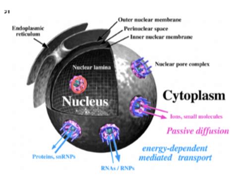 Nuclear Architecture Flashcards Quizlet