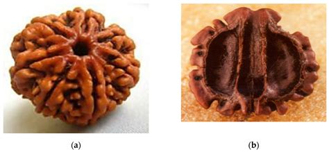 Biomimicking Nature Inspired Design Structures—an Experimental And